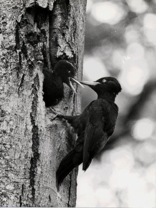 Bercé, une forêt d'exception | Pics et insectes
